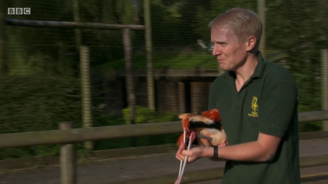 BBC The Zoo, Series 1 episode 13 The Big Move - YouTube