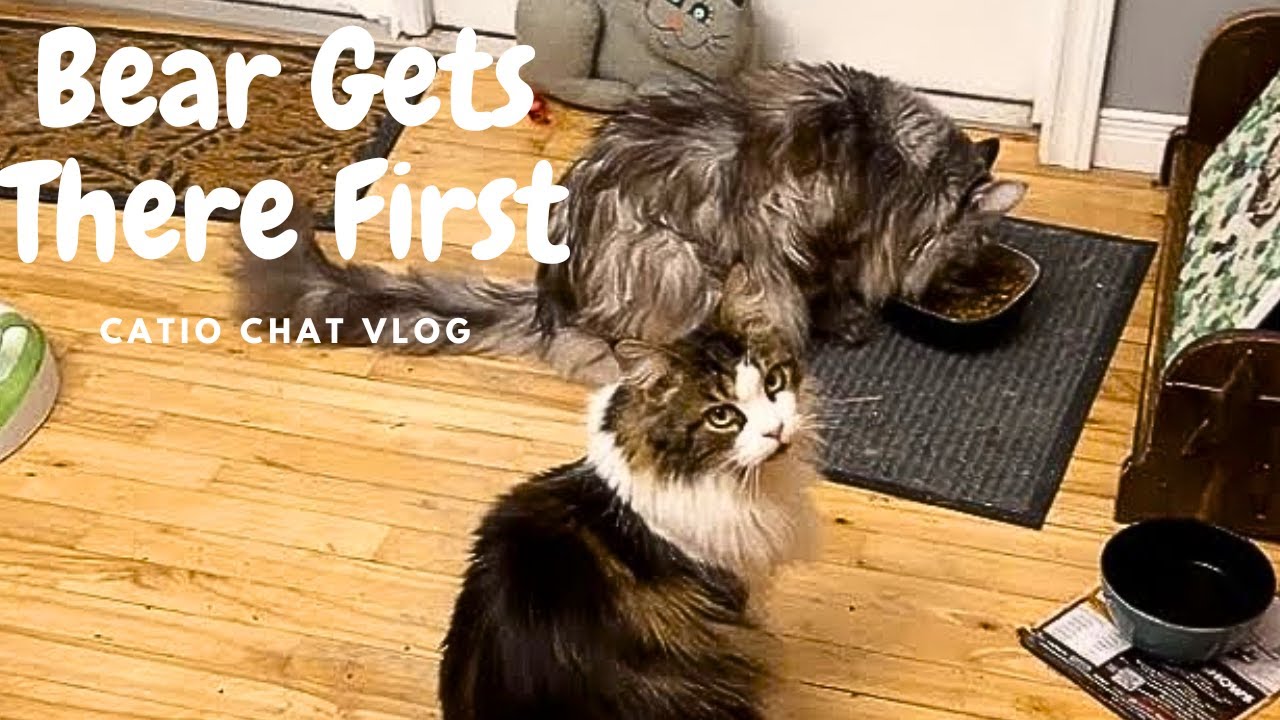 Bear Races Luna To The Food Dish #pets #animals #catlover #fluffy - YouTube