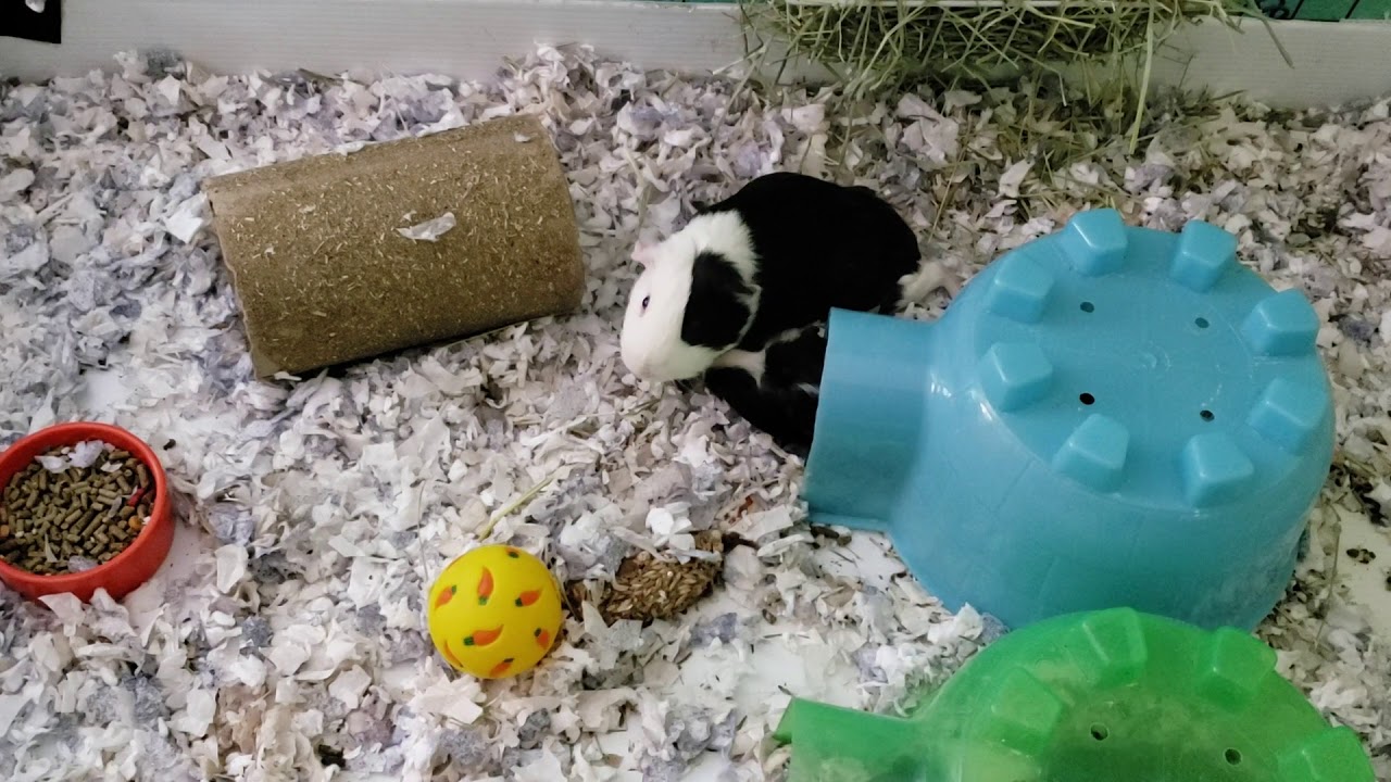 Paralyzed Guinea Pig(3) - YouTube