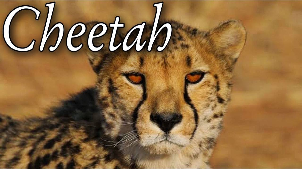 The Science of a Cheetah's Speed. Cheetah: The Fastest Apex Predator ...