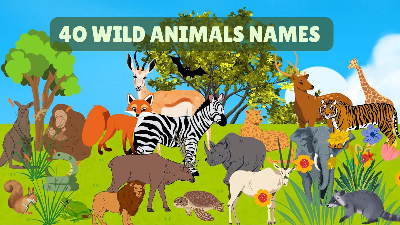 Meet 40 Wild Animals! | Wild Animals in the Wild for Kids| Fun ...