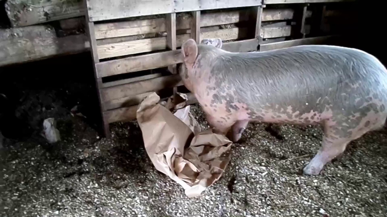 Pigs Making A Nest - YouTube