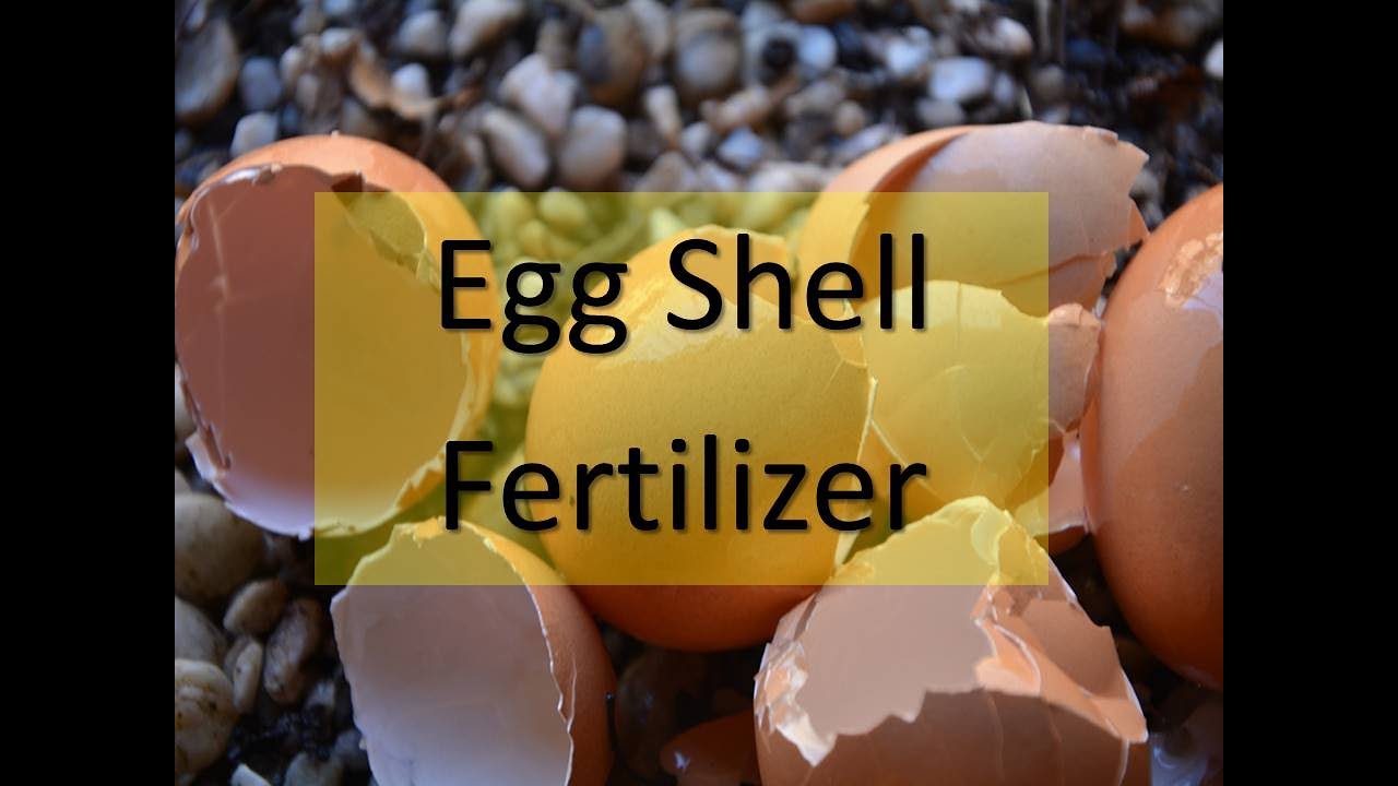Egg Shell Fertilizer - YouTube