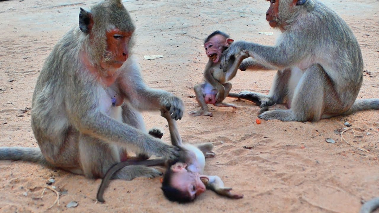 Very Sad ! Poor baby MATOS crying out so hurt - when mom give high ...