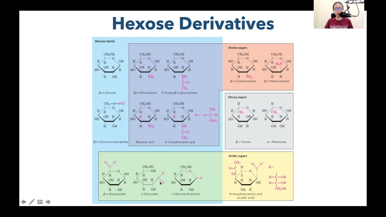 Hexose Sugar