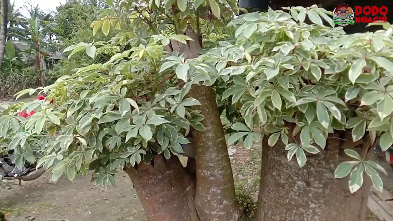 TANAMAN BONSAI RANDU VARIGATA II DODO NGACIR - YouTube
