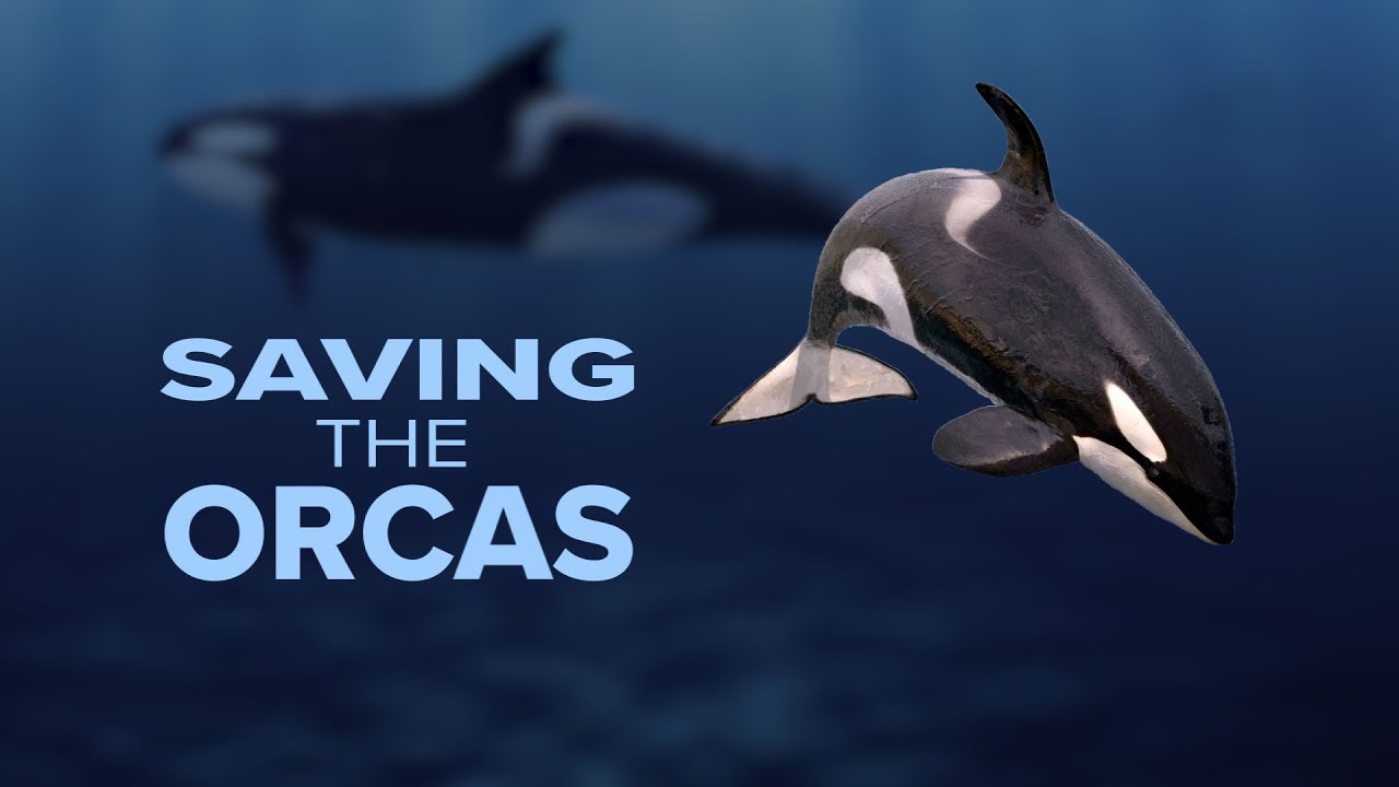 SAVING THE ORCAS: Can reducing boat noise help with orca recovery ...