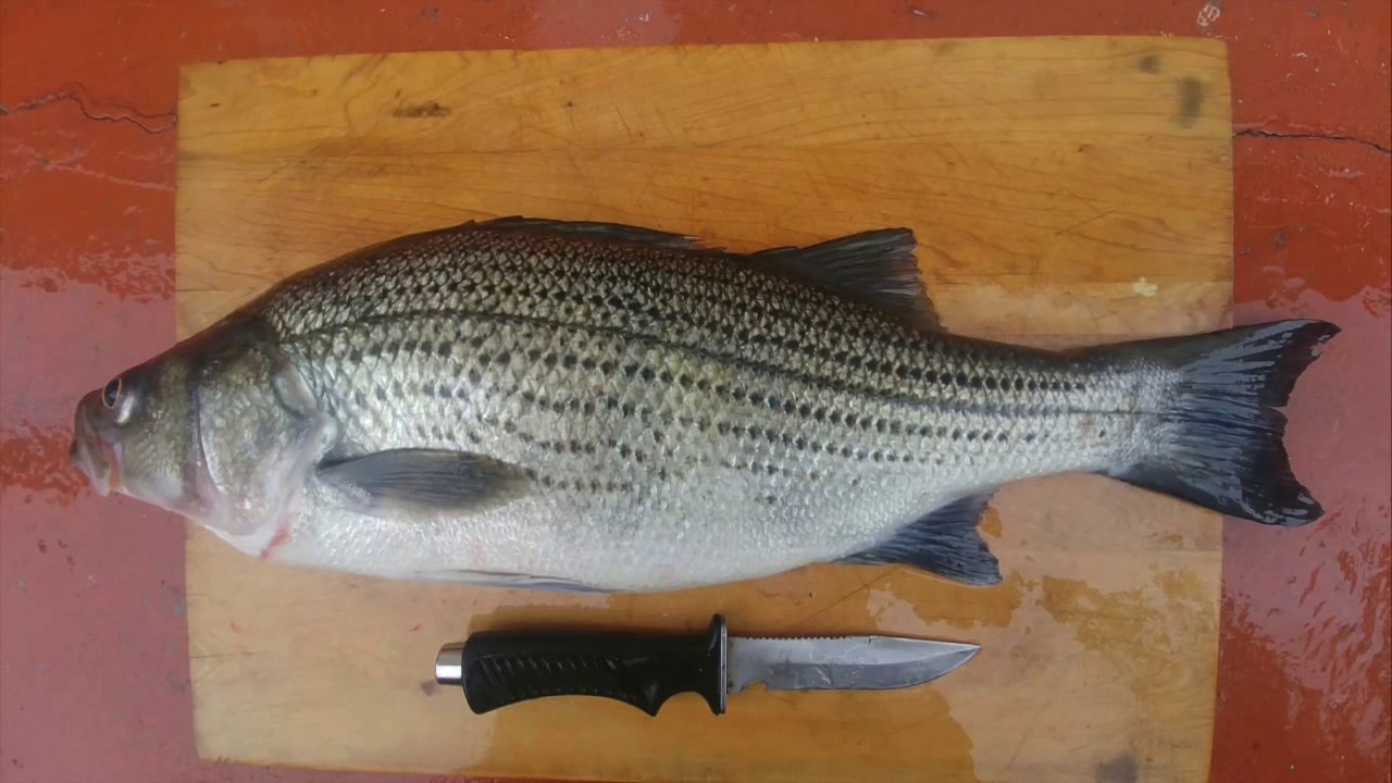 24.1 inch Sunshine bass caught in South Florida - YouTube