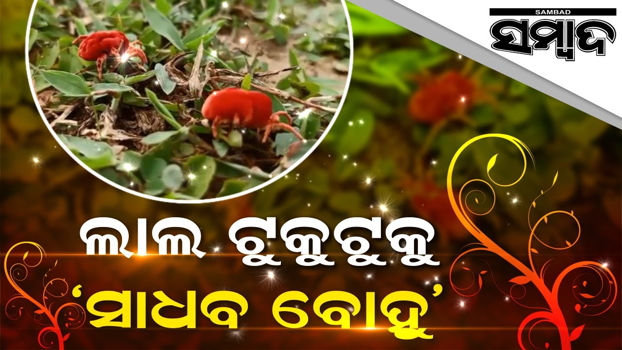 A Breed Of Rare Insects Sadhaba Bohu in Malkangiri | Sambad - YouTube