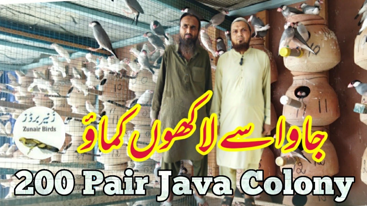 200 Pair Java Colony|جاوا لگاؤ لاکھوں کماؤ|Zunair Birds - YouTube