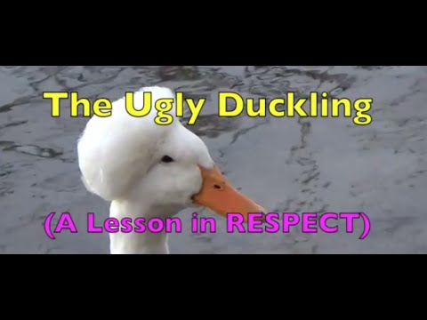THE UGLY DUCKLING STORY Real Ducks, Geese & Animal Sounds - YouTube