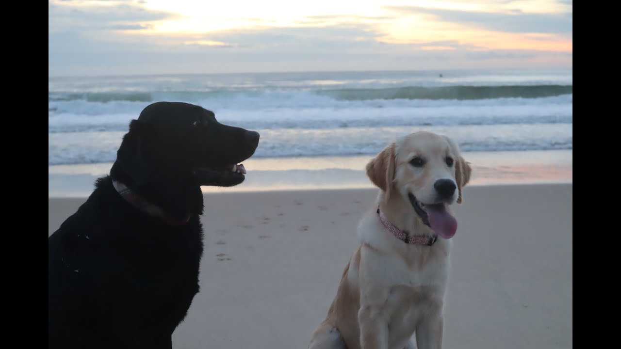 SUNRISE 811. Two wannabe surfers. - YouTube