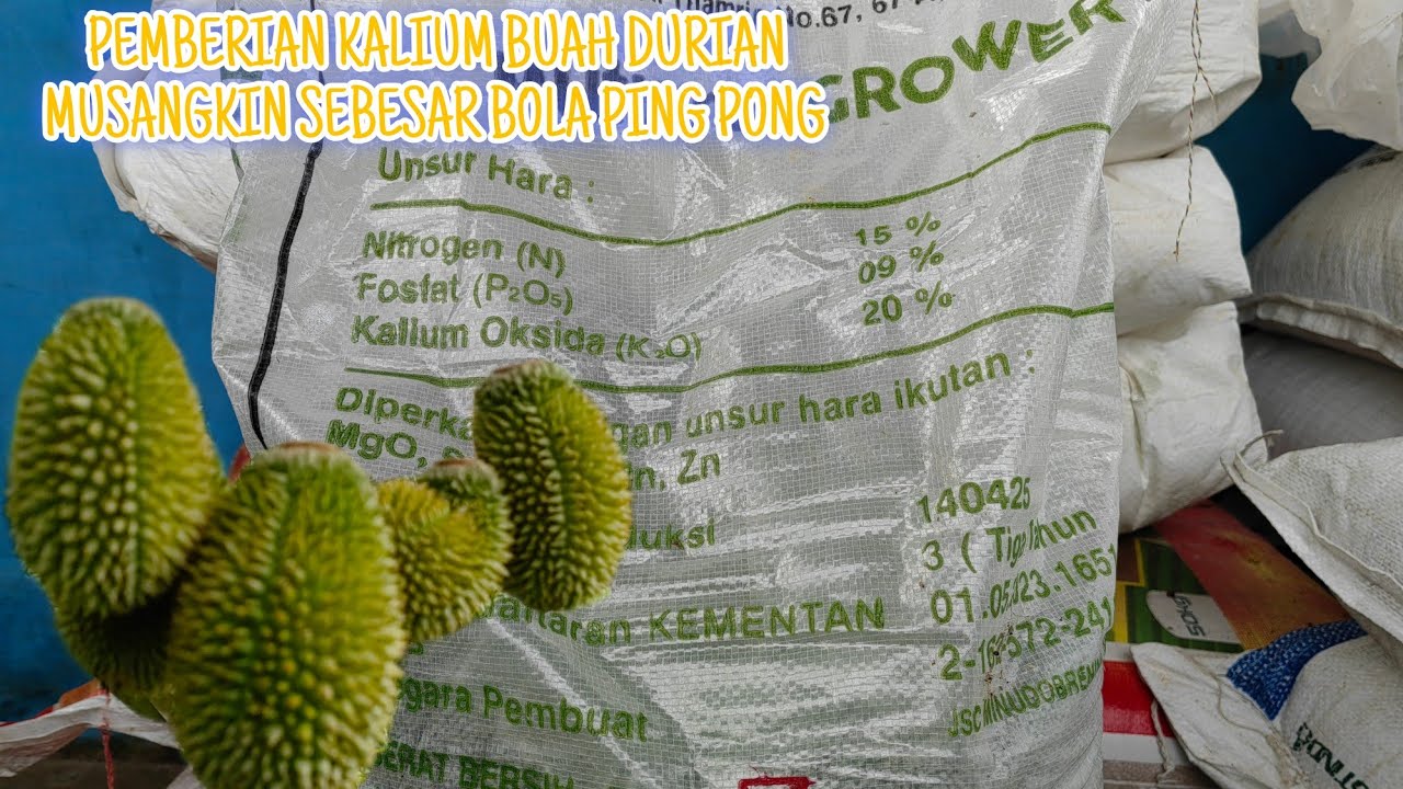 PEMBERIAN KALIUM BUAH BUAH DURIAN MUSANGKING SEBESAR BOLA PING PONG ...