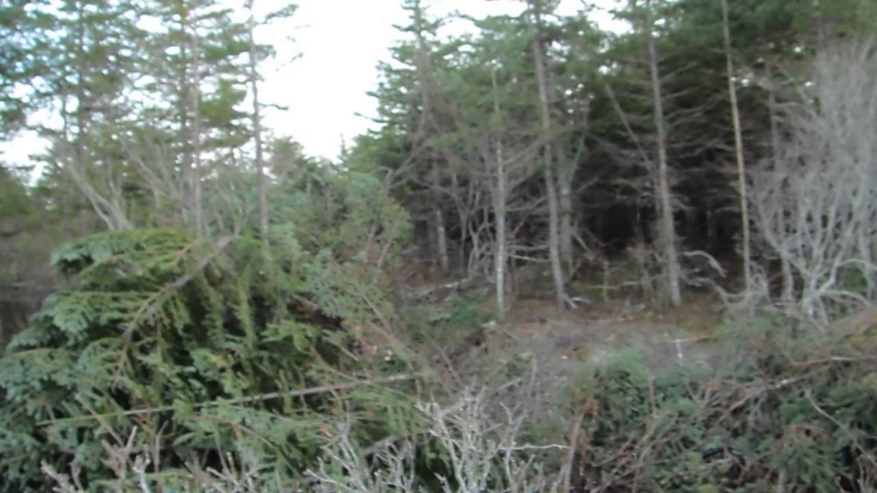 rabbit hunting in newfoundland - YouTube