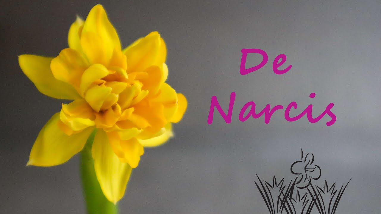 De narcis; het verhaal achter deze vroege voorjaarskrachtpatser - YouTube