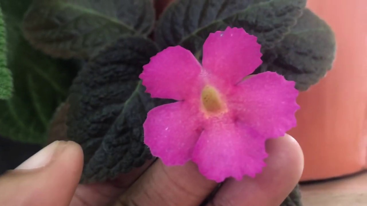 Episcia care video || 5 types of Episcia plant || Plant tour Jamaica 🇯🇲 ...
