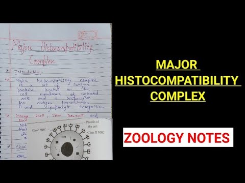 MAJOR HISTOCOMPATIBILITY COMPLEX||Zoology notes #VBU #bbmku ...