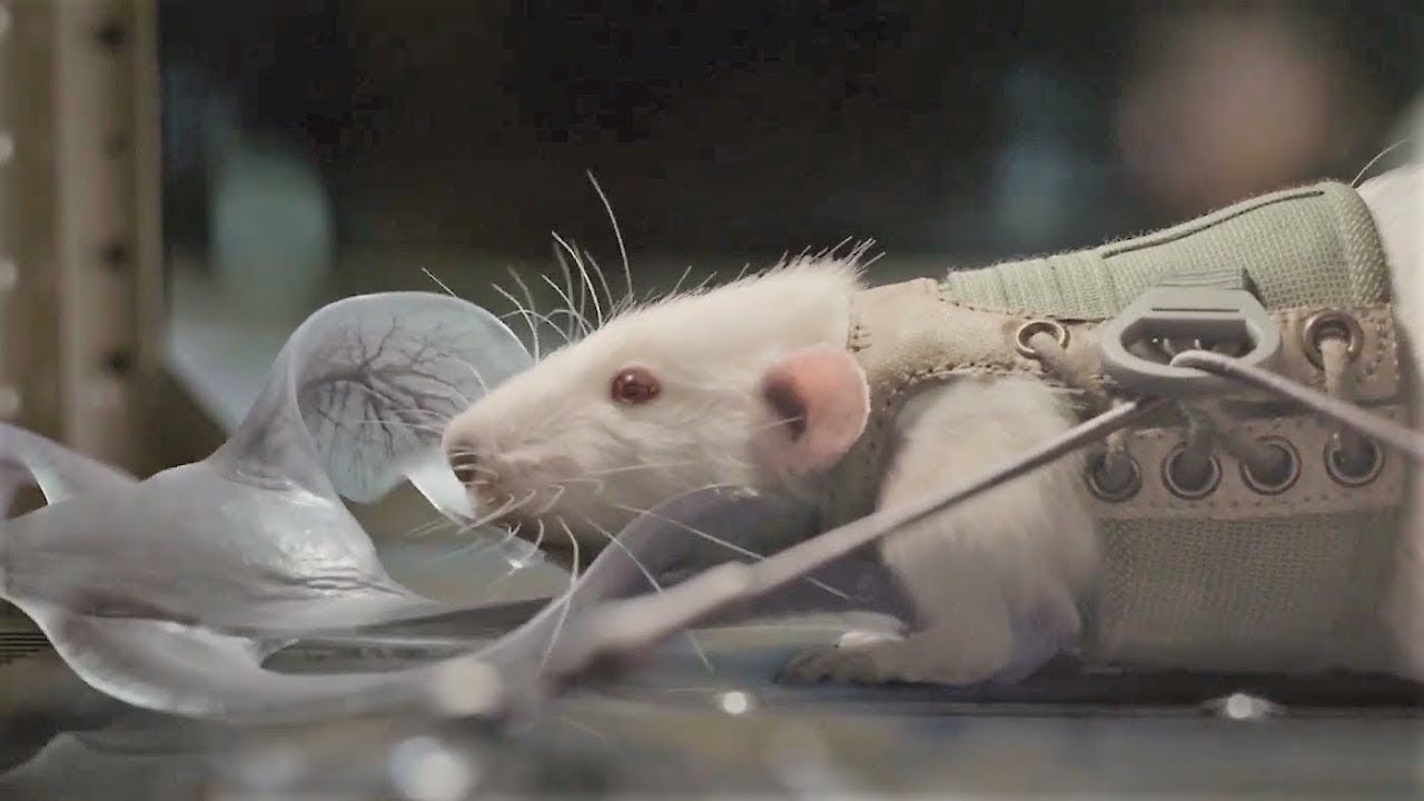 [Graphic] Alien digests rat (L) - YouTube