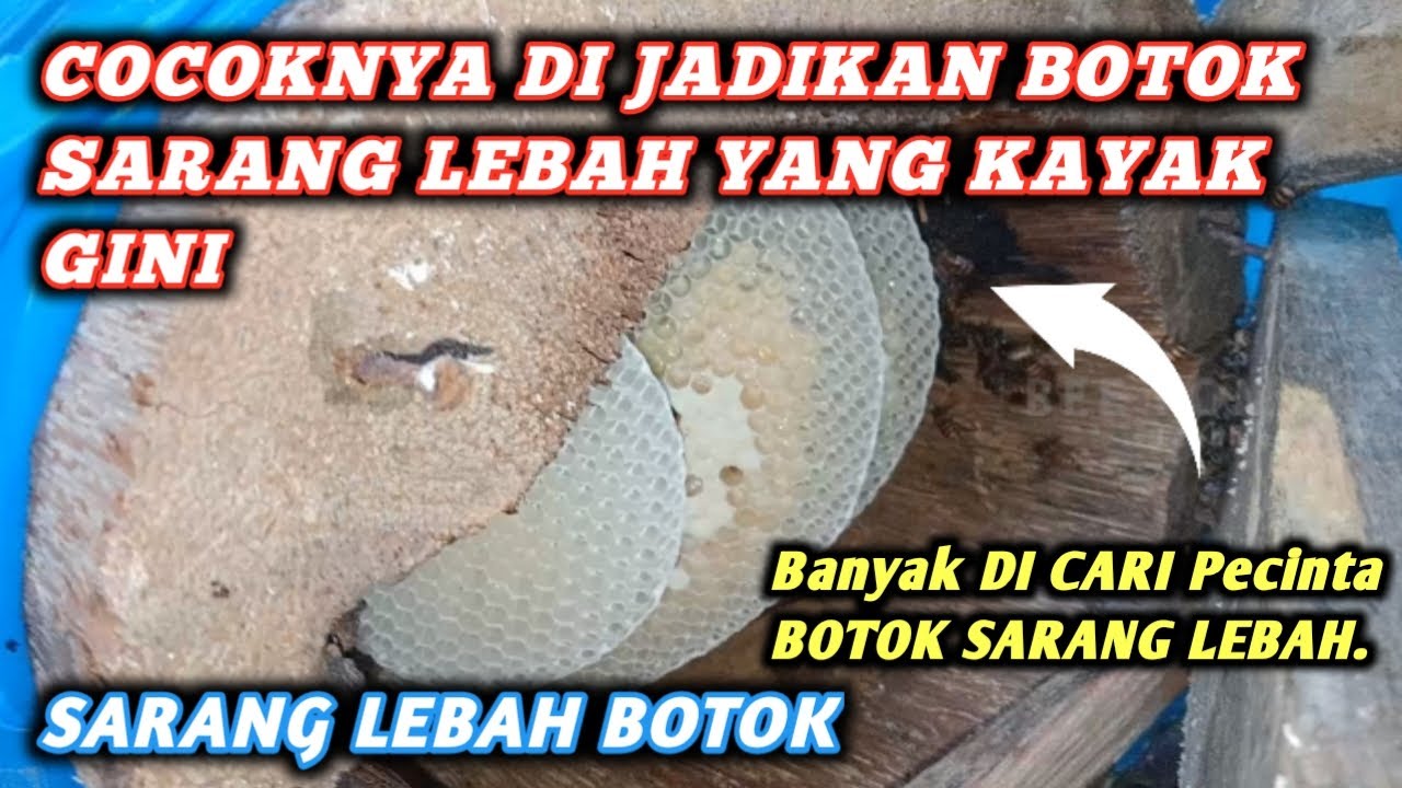 pindah koloni lebah sarang yang cocok di Botok - YouTube