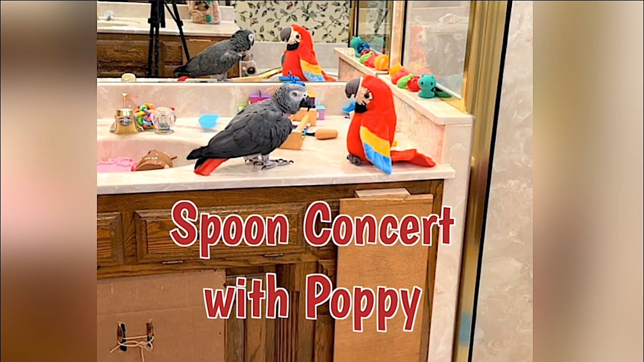 Spoon Concert with Einstein and Poppy - YouTube