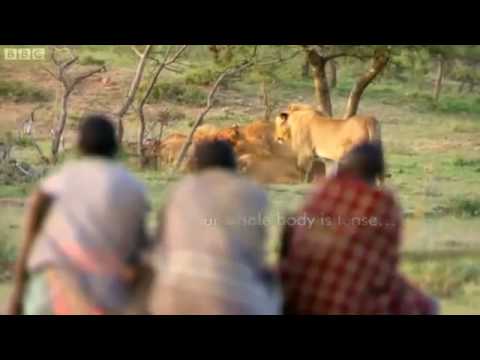 Man vs Lions  Maasai Men Stealing Lion's Food Without a Fight    Video Dailymotion