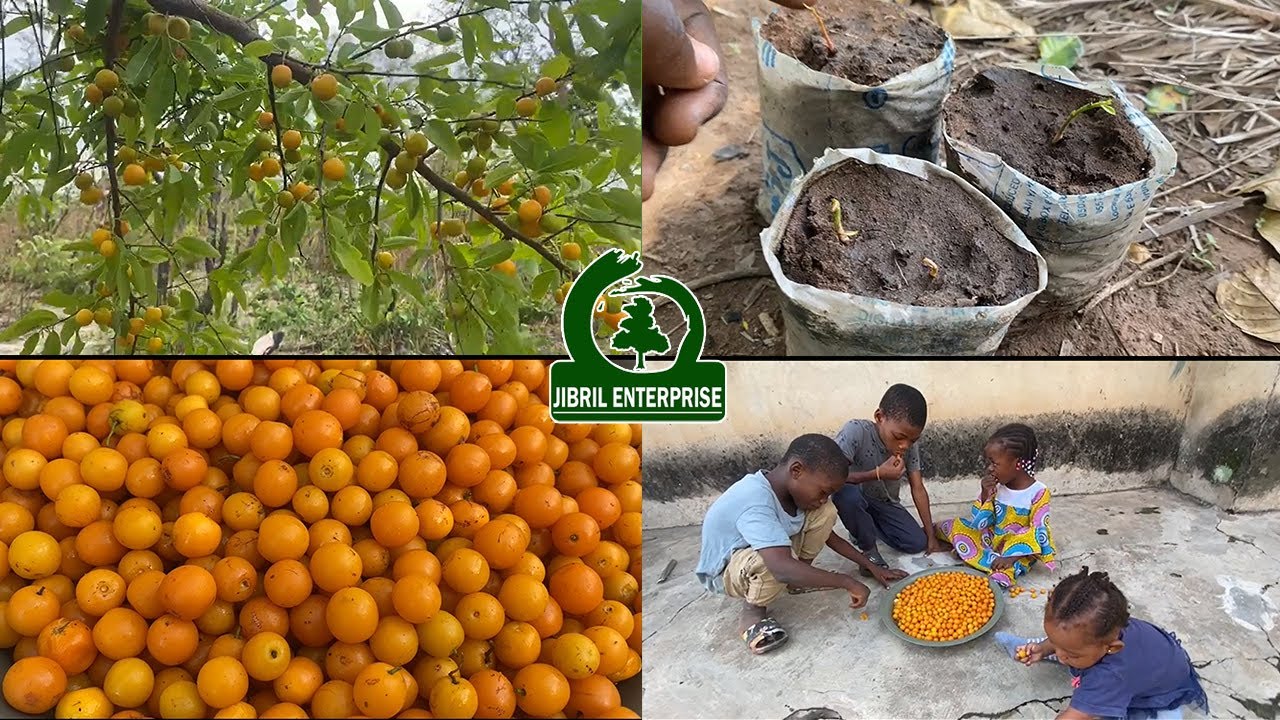 Wild African yellow plum(prunus domestica) - YouTube