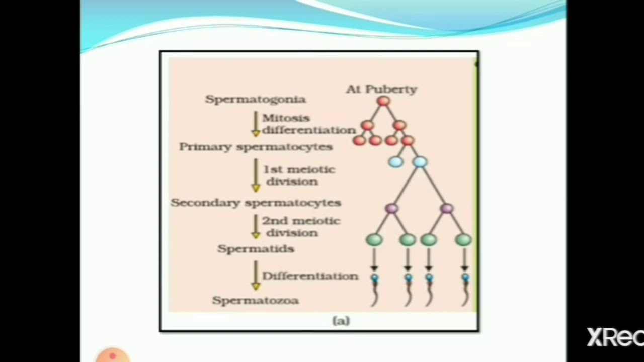 GAMETOGENESIS (CLASS XII ):Spermatogenesis and Oogenesis. - YouTube