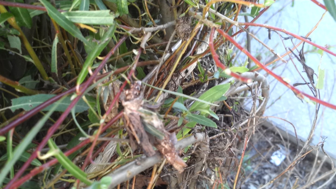 Bagworm - Trago Park - Lincoln, Nebraska 07-20-2017 - YouTube