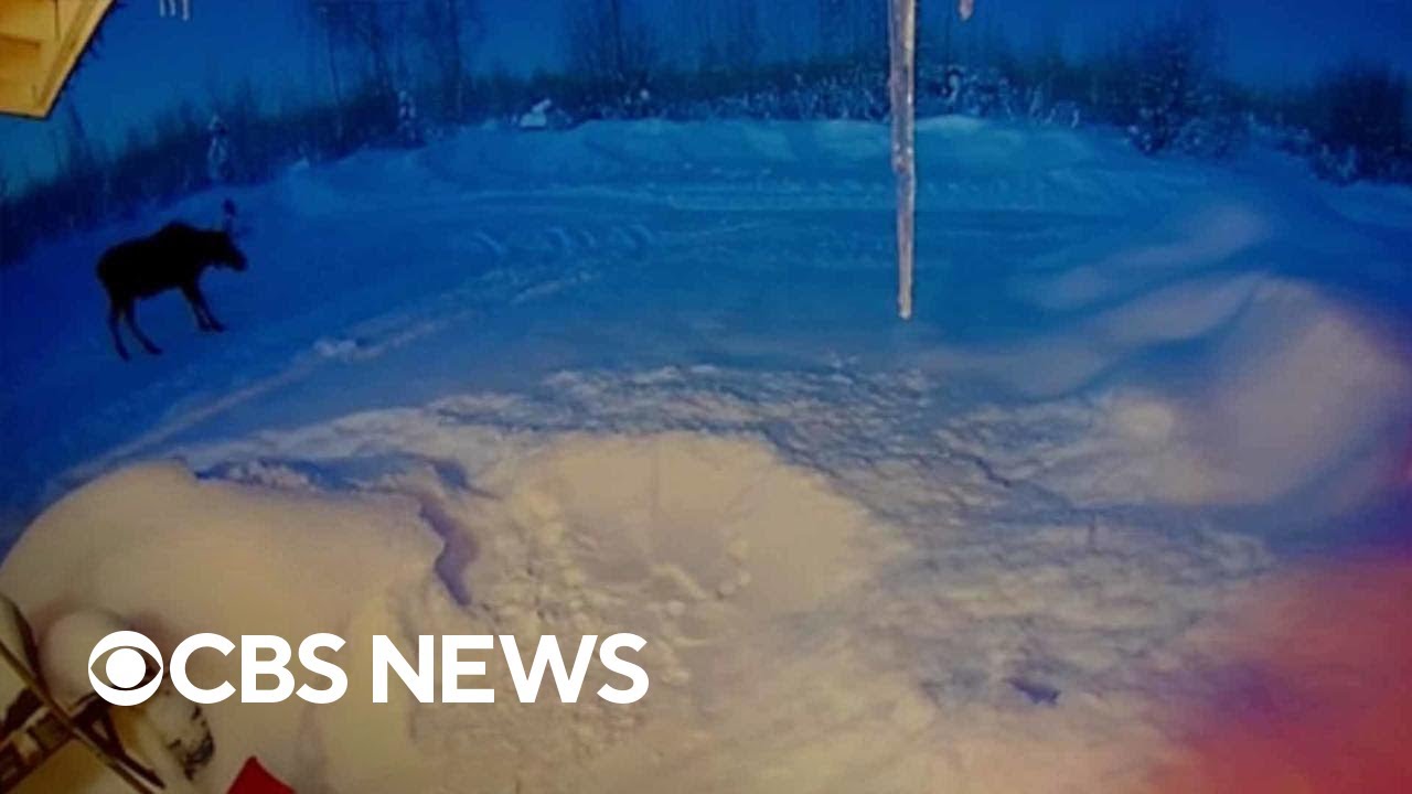 Moose caught on camera shedding both antlers at same time - YouTube