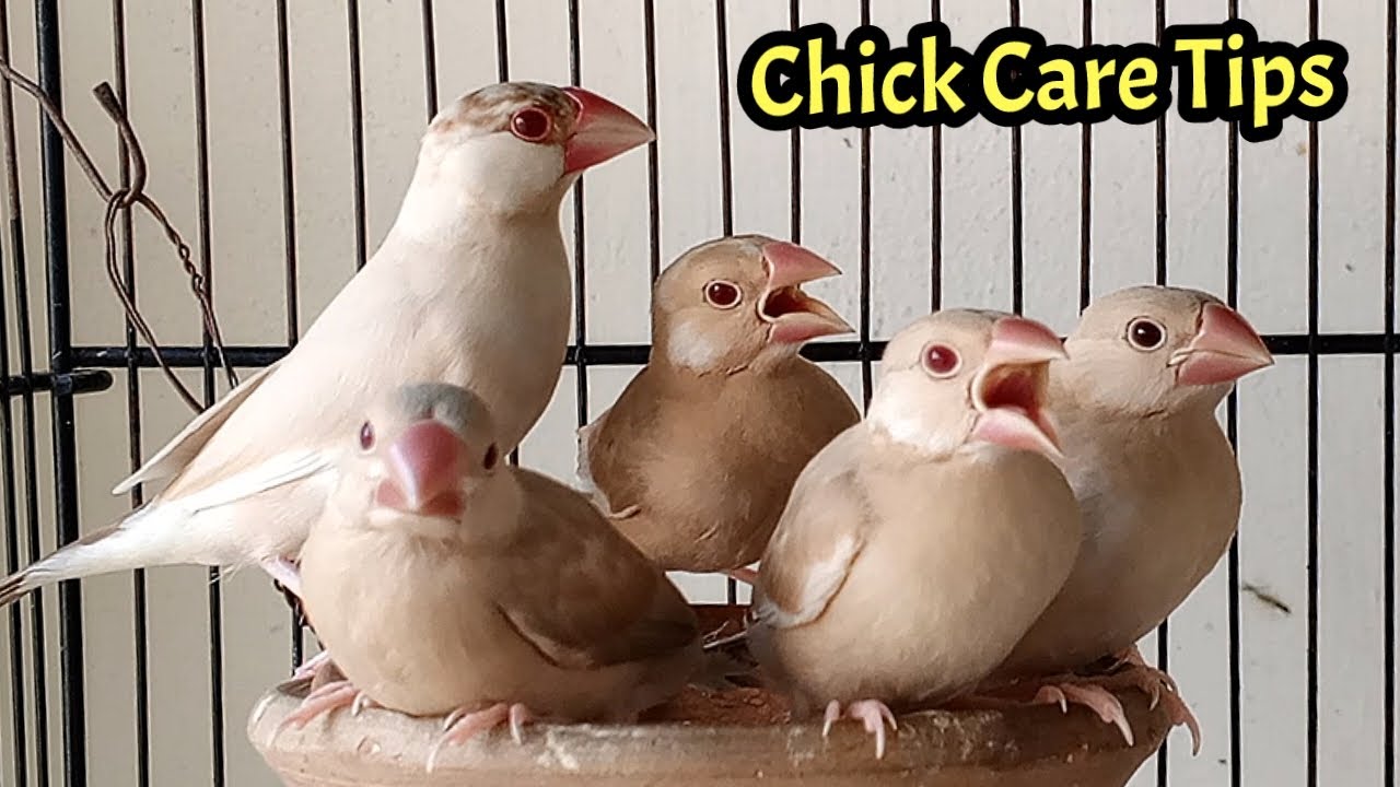 Java Sparrow Chicks Care Tips Java Sparrow Java Bird Java Finch Birds Youtube