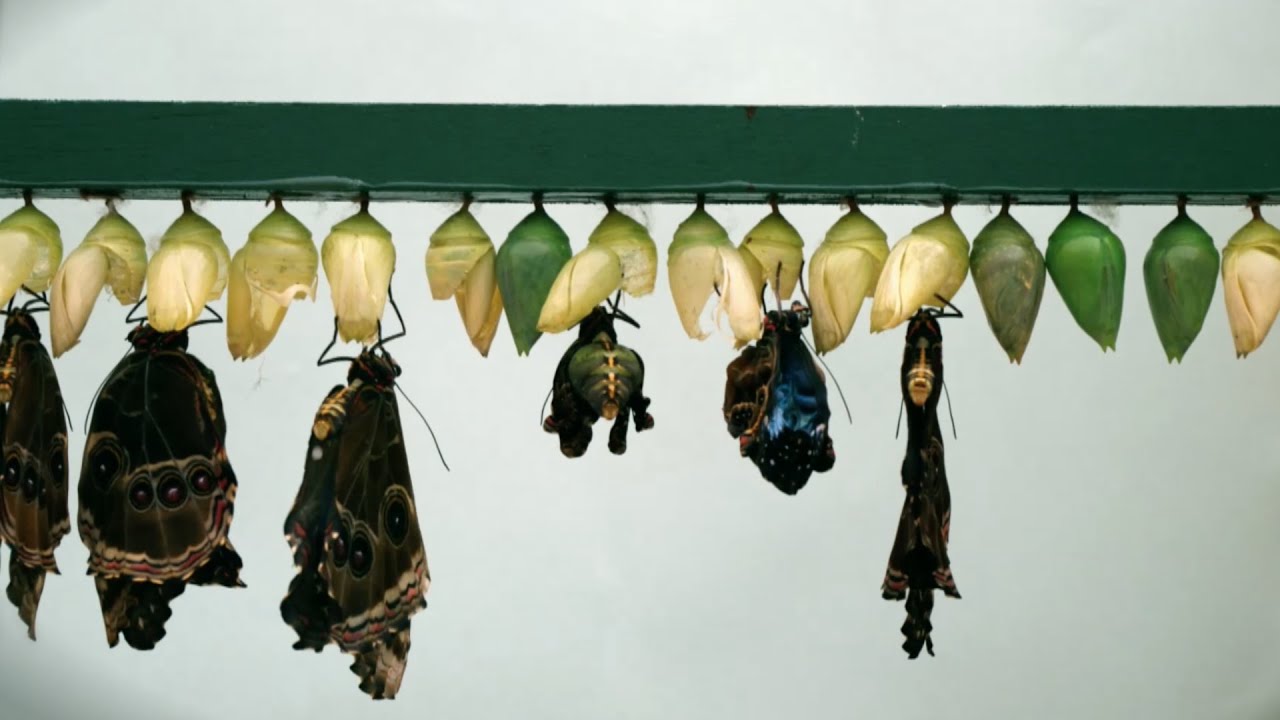Sensational butterflies emerge from their chrysalises | Natural History ...