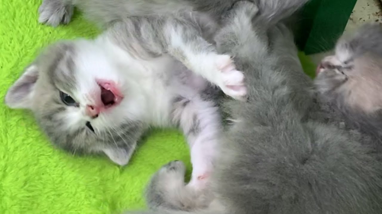 The first fights of kitten Johnny with his brothers - YouTube