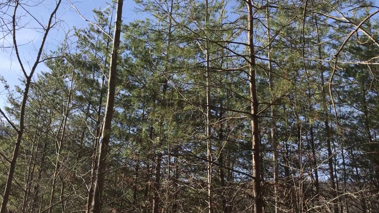 Propolis: Bees Collecting Propolis - YouTube