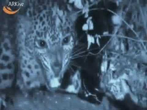 Leopard vs Bear. Leopard owns bear.