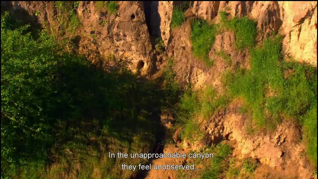 A Country of Wolves And Bears - Bulgaria - YouTube