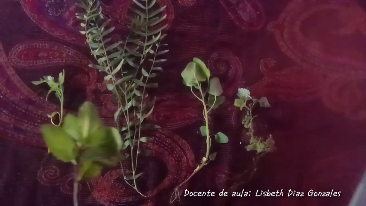 COMO DISECAR UNA PLANTA| niños pequeños - YouTube