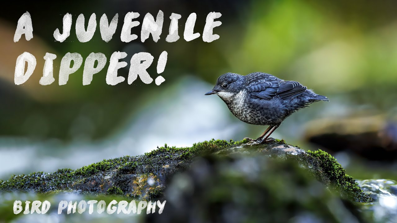 A Baby Dipper and a Grey Wagtail | Bird Photography with Canon RF 400mm ...