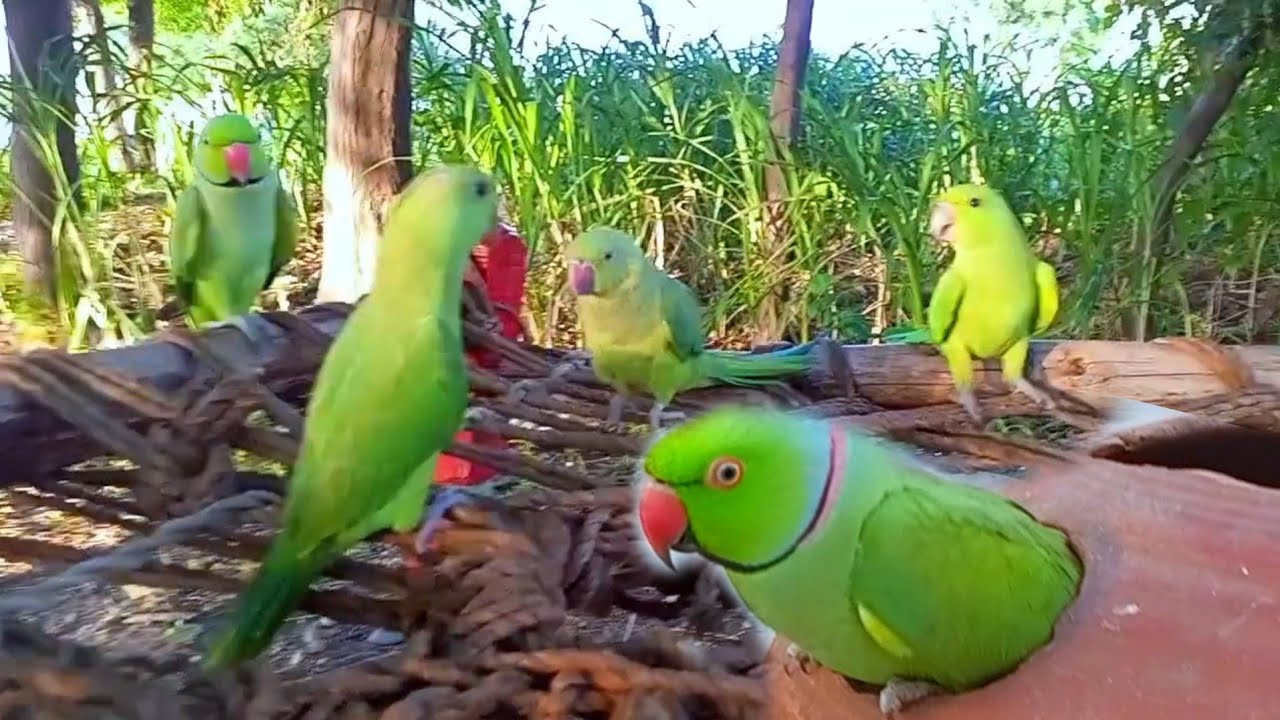 Special Gathering | Too many Parrots in one frame - YouTube