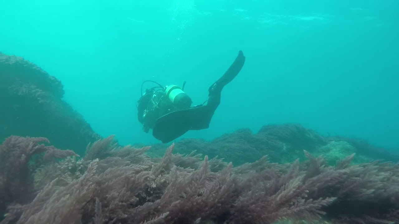 Marine life and death - YouTube