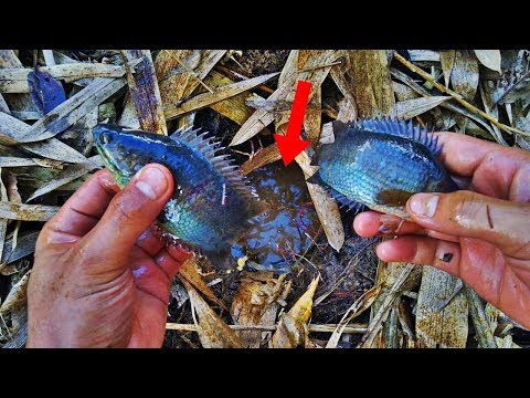 Bir Deliğe Balık Çıkarma ve Sarhoş Kullanma ...