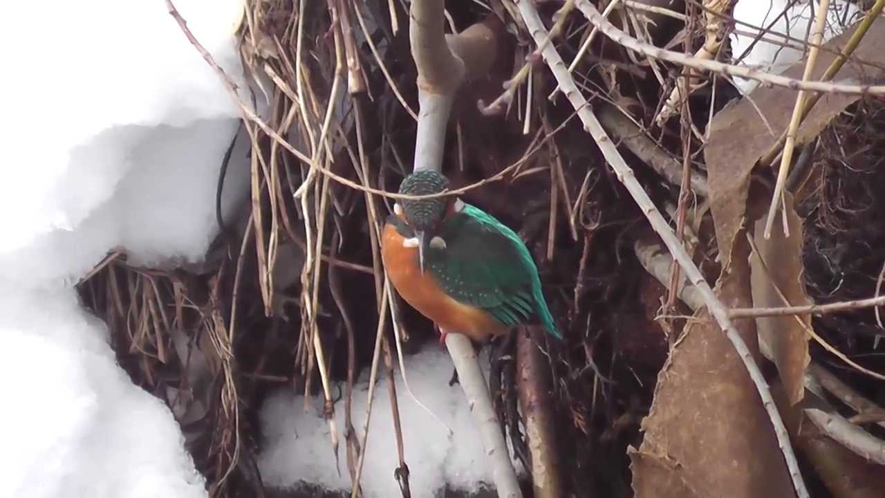 Tokyo Snow Falcon Kingfisher ～ 二十年ぶり大雪の翌日 - YouTube