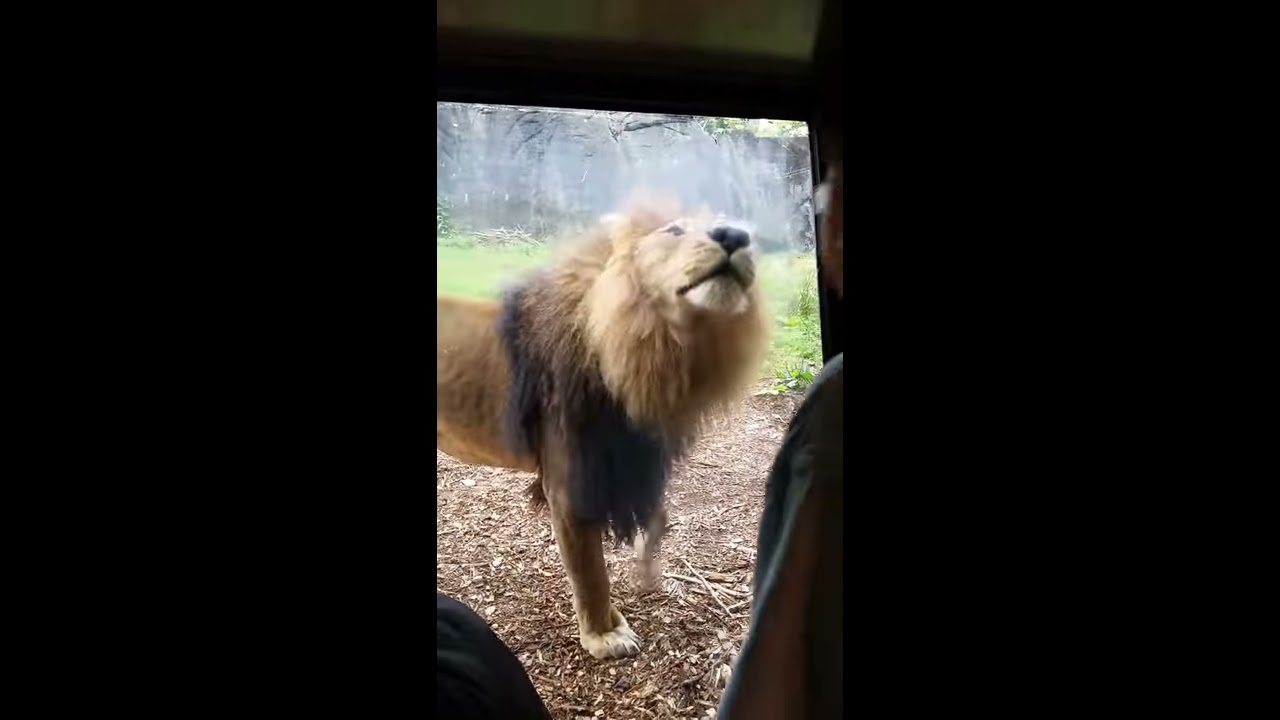 Lion peeing on everyone at Woodland Park Zoo. - YouTube