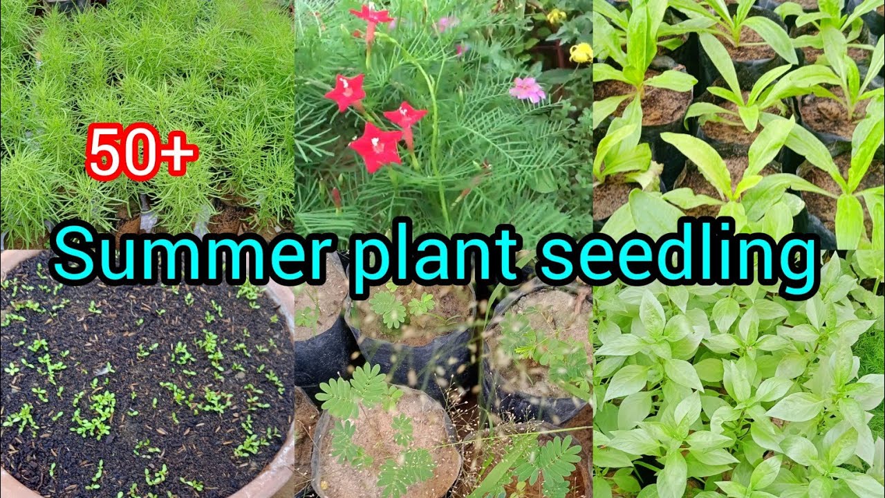 summer ke flowering plants seedlings/ April garden work - YouTube