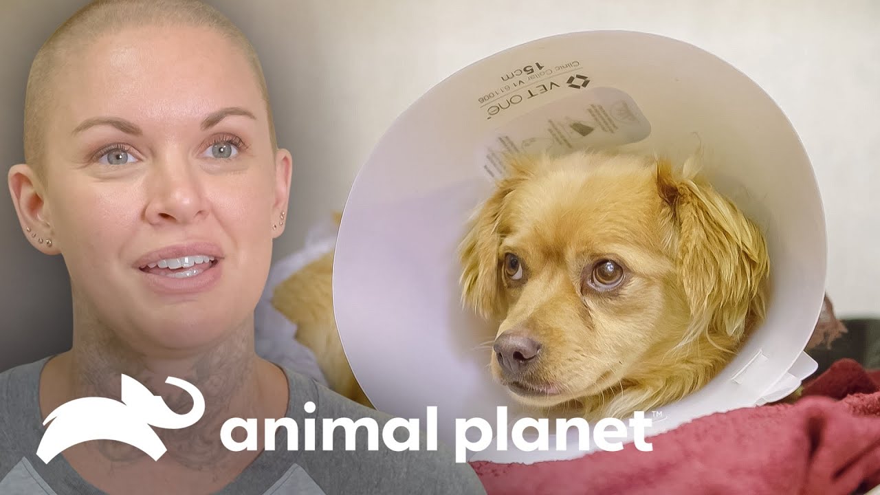 Amanda va a California por cachorros con necesidades especiales ...