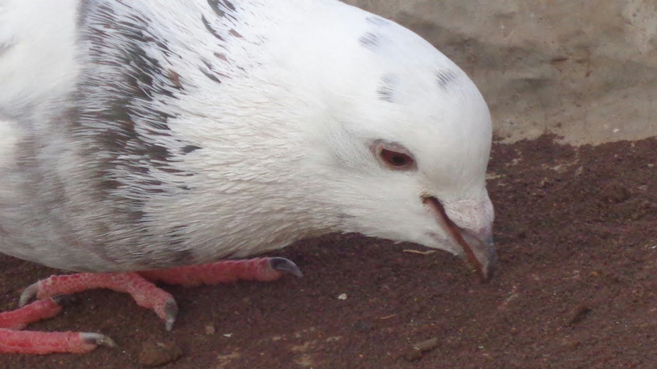 Pigeon eating soil Why? ( comment it, if you know ) - YouTube