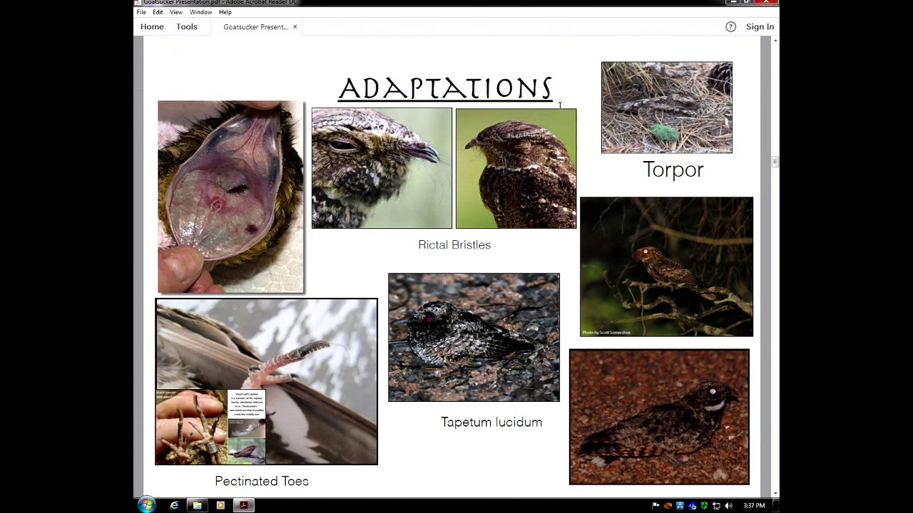 Long Island's Goatsuckers: Whip-poor-will, Chuck-will's-widow, and ...