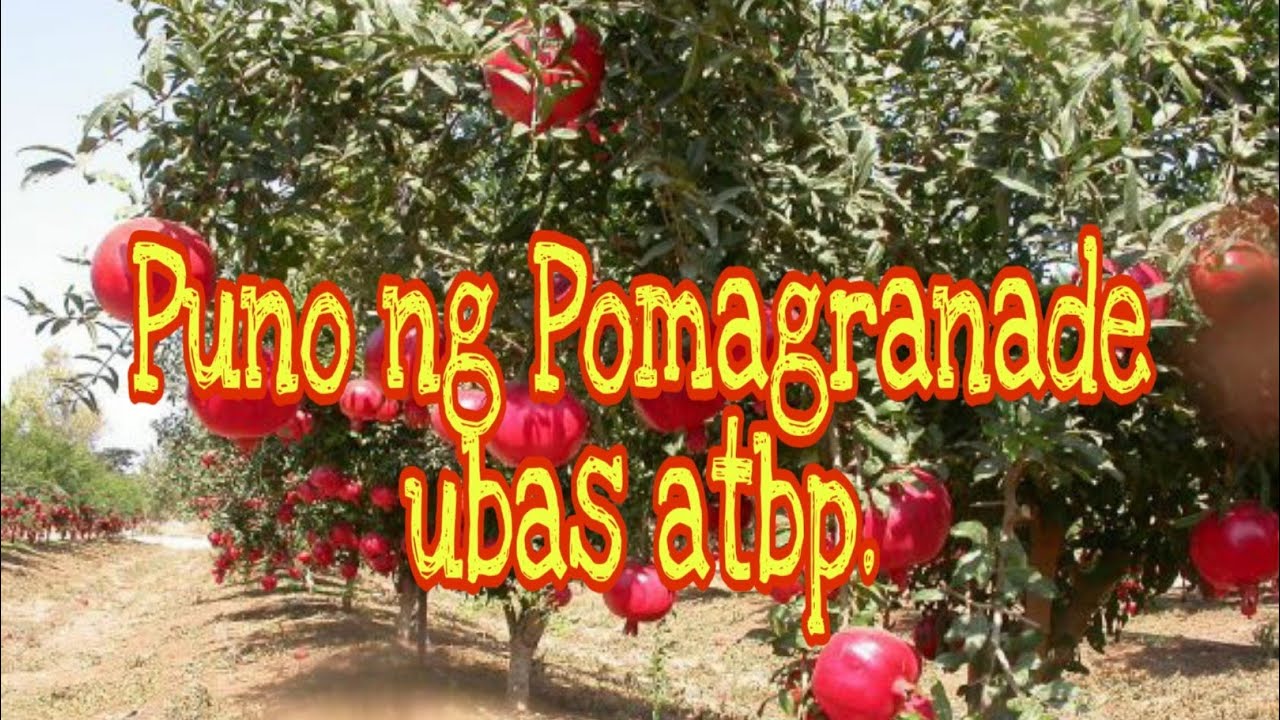 #Puno ng Pomagranade ubas atbp - YouTube