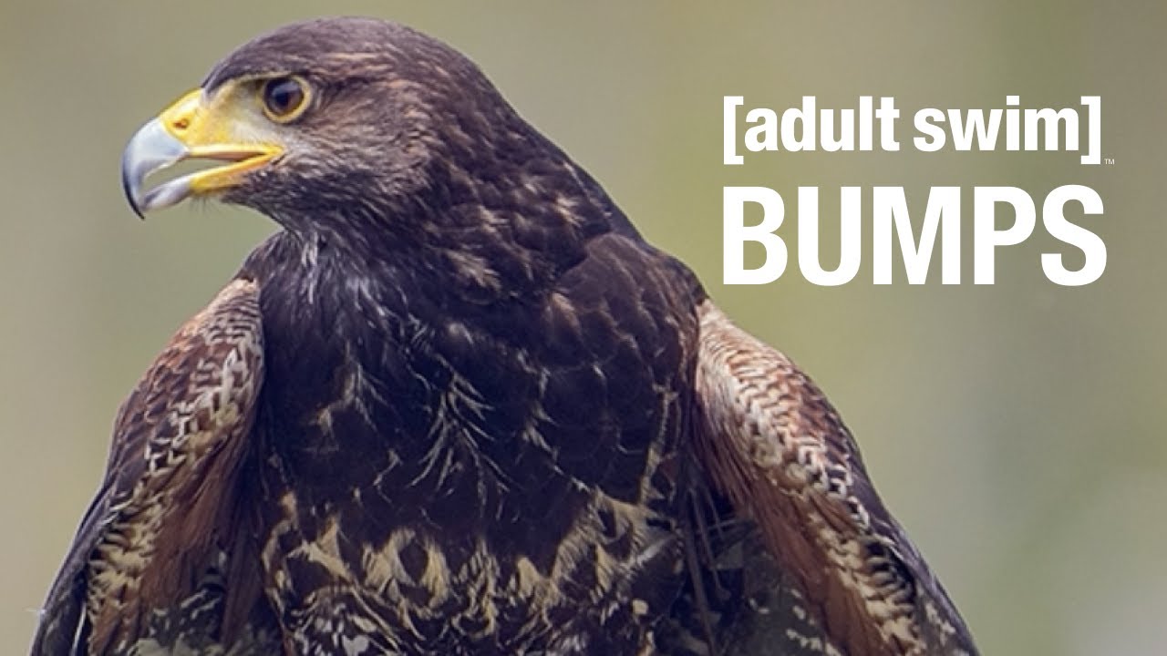 This Week in Bumps #21 | adult swim - YouTube