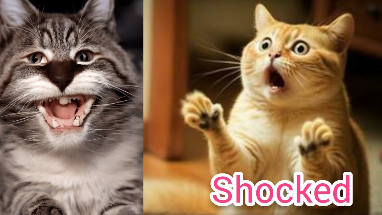 Hilarious Animal Fails That Will Make You Laugh! 😹 #92 - YouTube