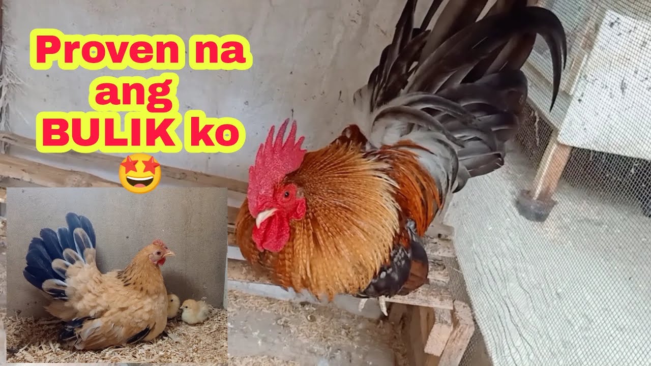 FIRST RACE OF MY BULIK CHABO JAPANESE BANTAM | PLUS TIPS KUNG GUSTO MO ...